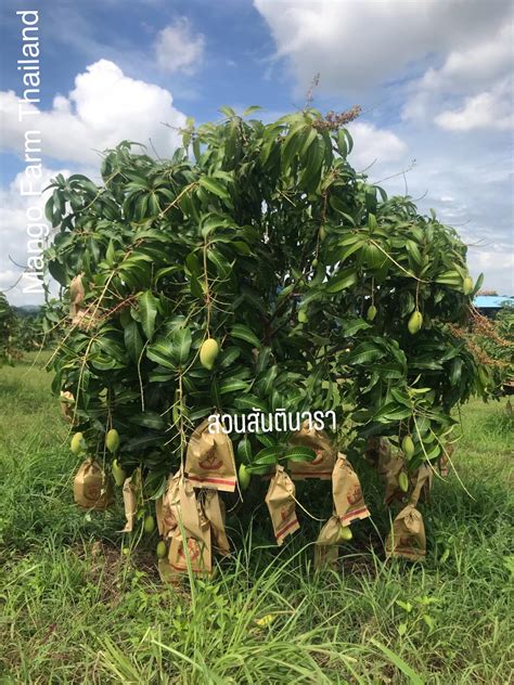 🥭🥭🥭 Mango Farm Thailand มะม่วงน้ำดอกไม้สีทอง เกรดส่งออก