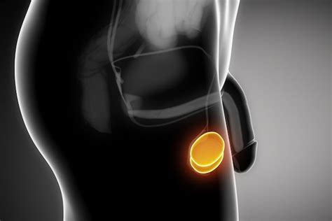 Ruptured Testicle Symptoms Treatment And Post Op Recovery Tua Saúde