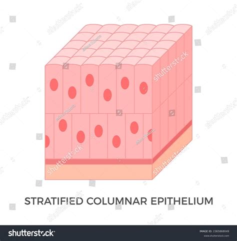Stratified Columnar Epithelial Tissue Classification Of Epithelial