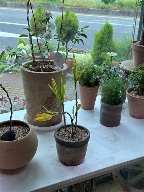 제주 서귀포꽃집 고운플라워 후기 네이버 블로그