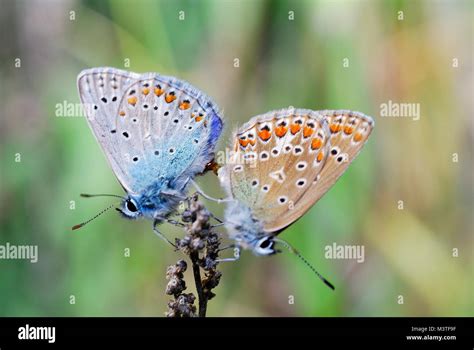 Two Butterflies Are Sitting Together On A Flower Stock Photo Alamy