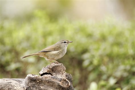 キヤノン：バードブランチプロジェクト 生物多様性の取り組み｜野鳥写真図鑑｜ウグイス