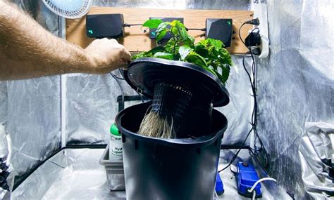 Nft Or Dwc Which Hydroponic System Is Better Growee