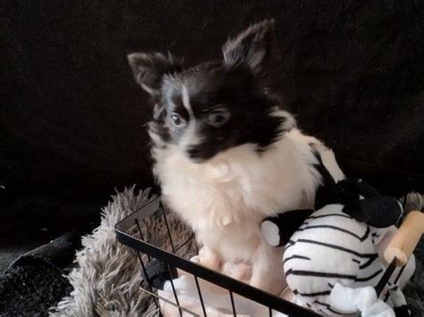 1 chiot femelle Pomchi non LOF à vendre Petite Annonce chien