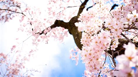 Sakura Flower Wallpapers Wallpaper Cave