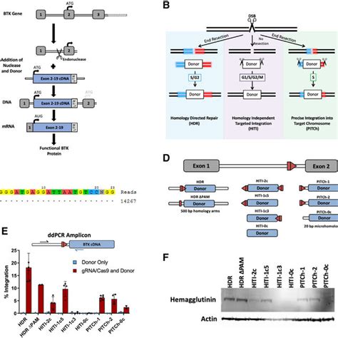 Editing Schema And Methods Of Targeted Dna Integration A Diagram Of