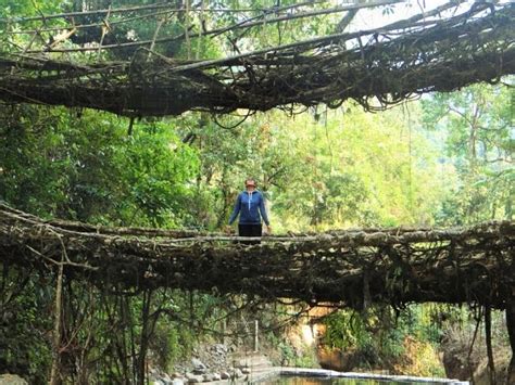 जीवित जड़ सेतुः रबर के पेड़ों की जड़ों से बने पुल Tree Take