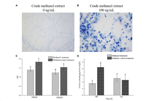 Effects Of Crude Methanol Extract On The Membrane Permeability And