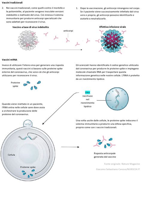 Vaccini Mrna Contro Il Covid 19 Come Funzionano