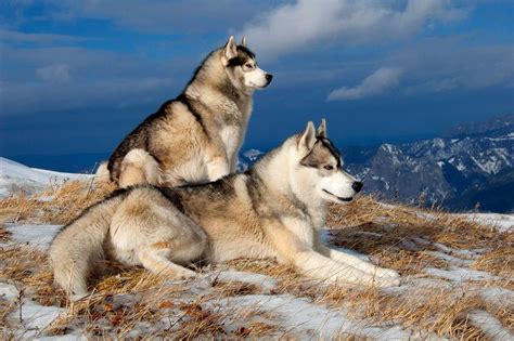 Husky Wallpaper 1080p