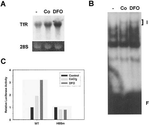 Effects Of Cobalt And Desferrioxamine On The Transferrin Receptor