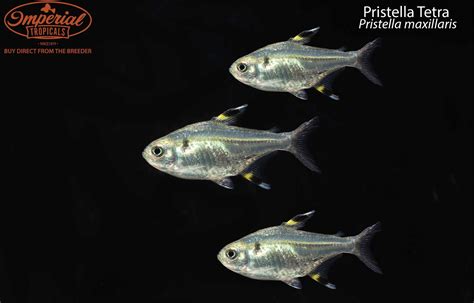 Pristella Tetra Imperial Tropicals