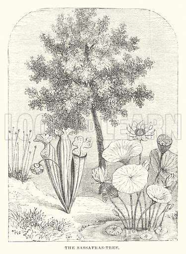 The Sassafras Tree Stock Image Look And Learn