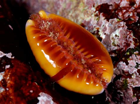 カモンダカラ Izuzuki海の生き物大図鑑 笑