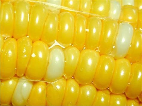 316最新玉米價格走勢分析 玉米多少錢一斤？ 每日頭條