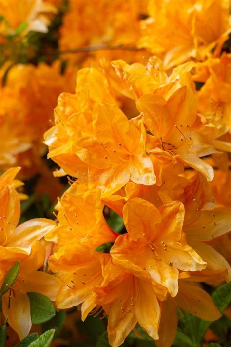 Bush Of Orange Rhododendron Flowers Stock Image Image Of Asia