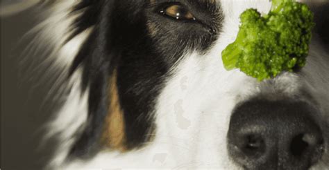 Can Dogs Eat Oranges Or Citrus Fruits Petfinder