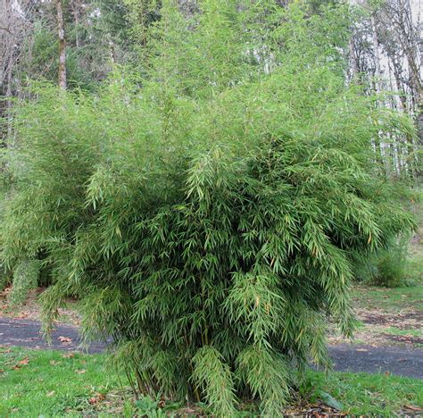 Bamboo Fargesia Robusta Pingwu Buy Bamboo Fargesia Robusta Pingwu