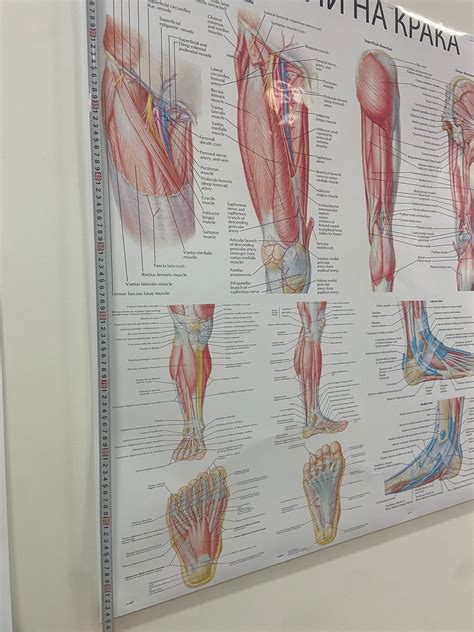 The Lymphatic System A Comprehensive Visual Guide Pdf Hq File Etsy