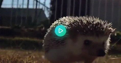 Hedgehog Album On Imgur