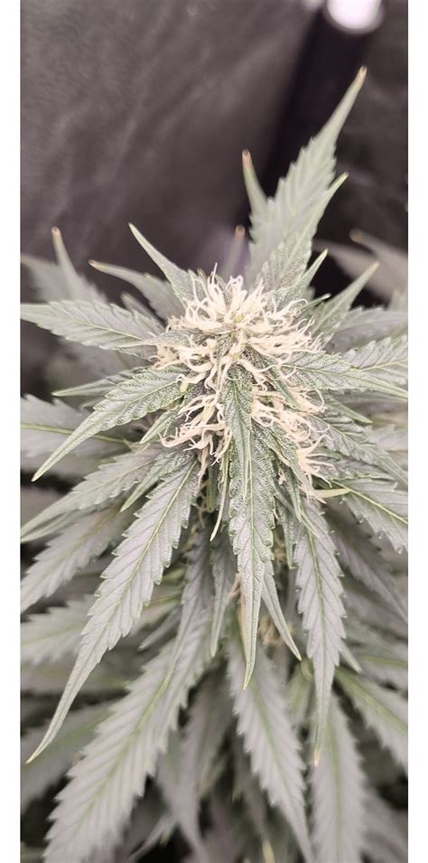 Does It Worth Finishing Hermie Plant Rautoflowers