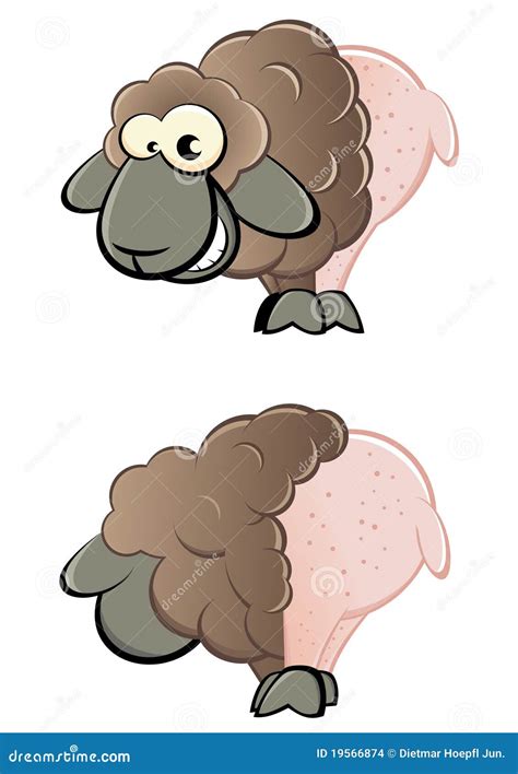Cartoon Sheep Stock Images Image 19566874