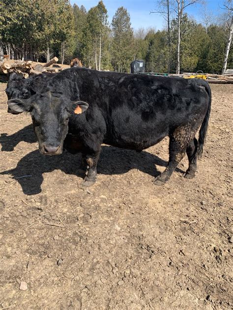Lowline Angus Cow Calf Pairs Livestock Oakville Halton Region Kijiji