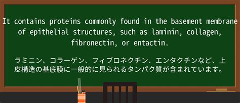 【英単語】entactinを徹底解説！意味、使い方、例文、読み方