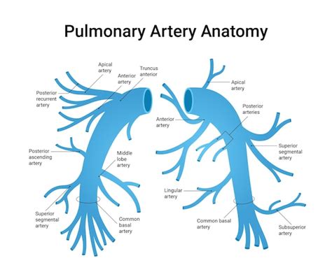 Anatomia Da Arteria Pulmonar