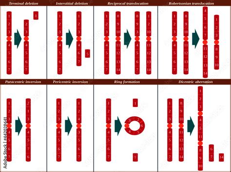 Schematic Illustration Of Common Chromosomal Aberrations In Humans