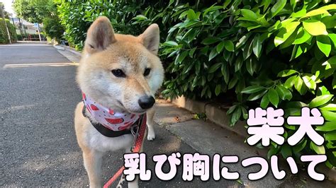 柴犬に多い病気、乳び胸について Youtube