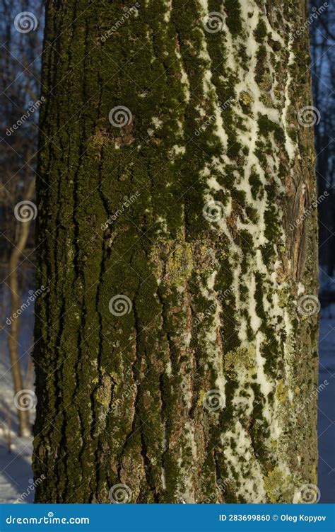 Tree Bark Tree Trunk Parts Stock Photo Image Of Stump Annual 283699860