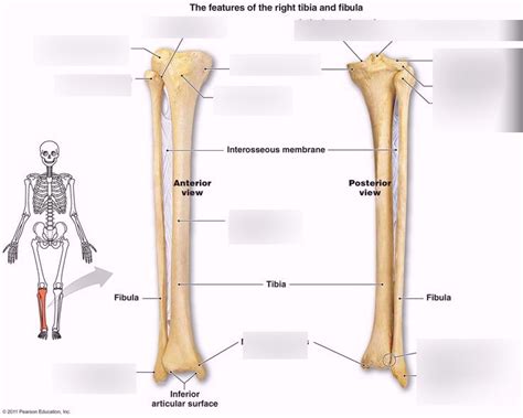 Tibia And Fibula Diagram Quizlet