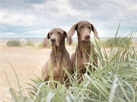 Male Vs Female Dogs What Are The Differences · Kinship