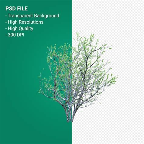 Premium Psd Tree 3d Render Isolated