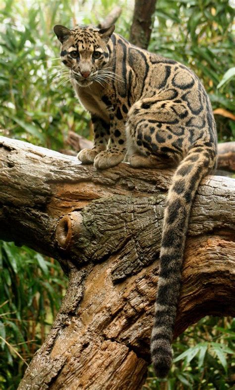Clouded Leopard R Interestingasfuck