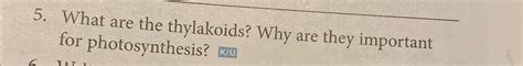 Solved What Are The Thylakoids Why Are They Important For