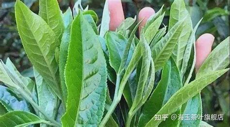 普洱茶有苦涩感，是品质不好吗？ 知乎