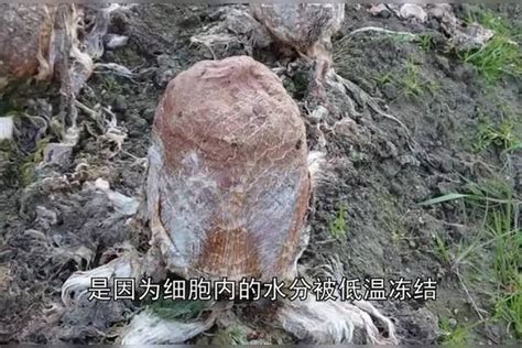 5个新闻报道过的沙雕操作！人类迷惑行为大赏！操作人类行为
