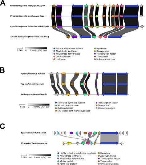 Synteny Analysis Of Identified Alkyl Citrate Biosynthetic Gene Cluster