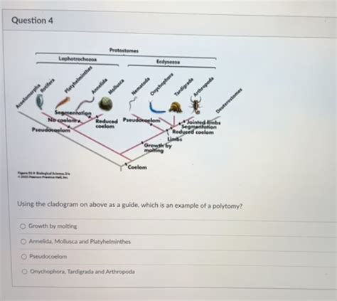 Using The Cladogram On Above As A Guide Which Is An
