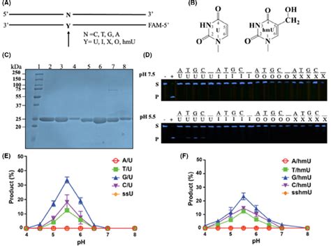 Deaminated Dna Glycosylase Activity In Dr0022 Protein A Scheme Of