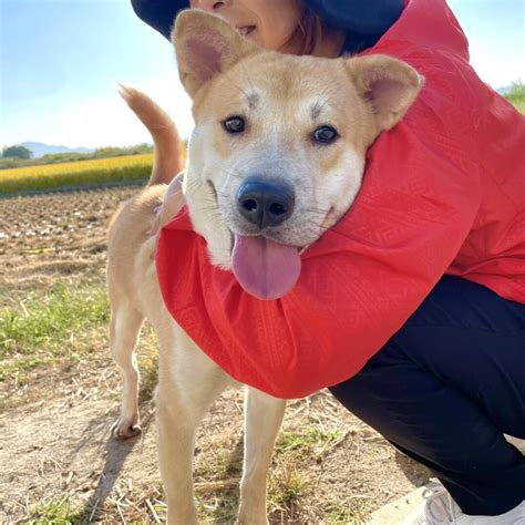 「人がだいすき ️笑顔がか」奈良県 犬の里親募集473432 5枚目の画像 ペットのおうち【里親決定25万頭！】