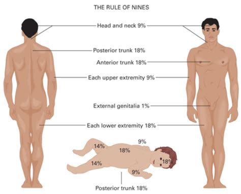 Second Exam Flashcards Quizlet