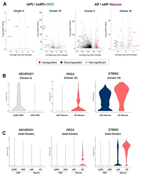 Exploring The Functional Heterogeneity Of Directly Reprogrammed Neural Stem Cell Derived Neurons