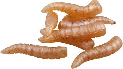 Брюксел ни плаши със съд заради червей Новини бг