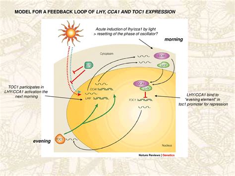 CIRCADIAN RHYTHMS IN PLANTS - ppt download