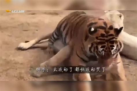 狮子捕到一只小老虎，母狮的做法，令人感动做法狮子