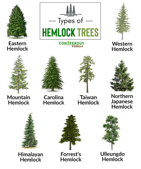 Hemlock Tree Facts Definition Types Identification Pictures Artofit