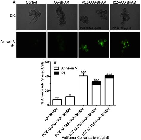 A Annexin Vpi Double Staining Showing Apoptotic Cells Green
